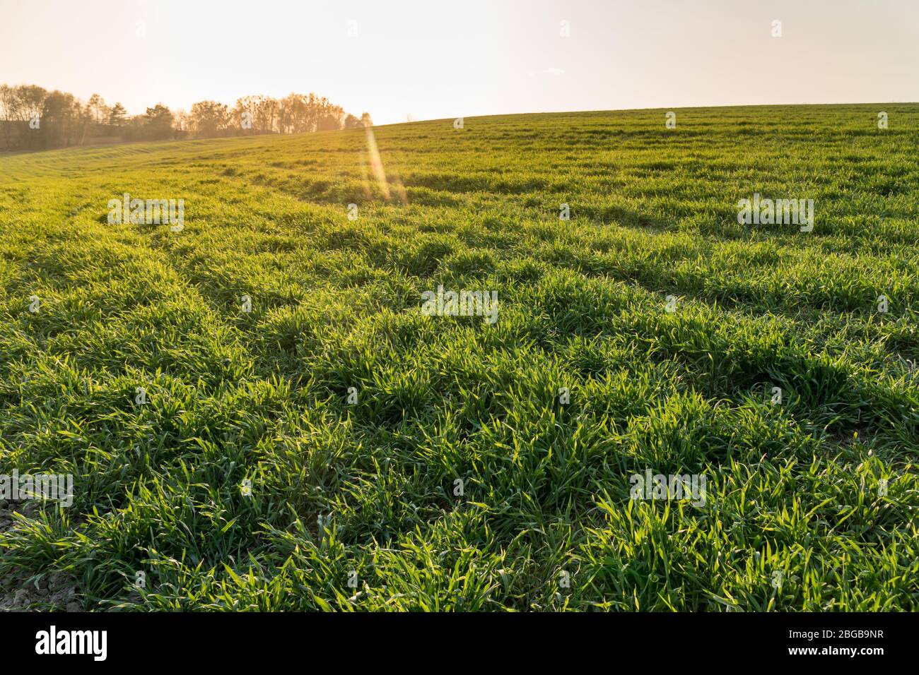 Landscape view of green winter crops field in spring. Agriculture ...
