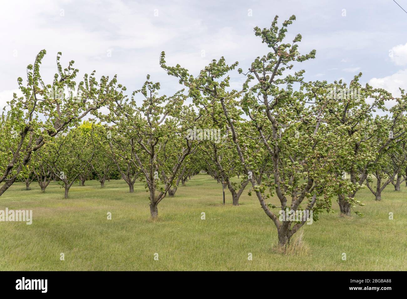 New zealand fruit trees hi-res stock photography and images - Alamy