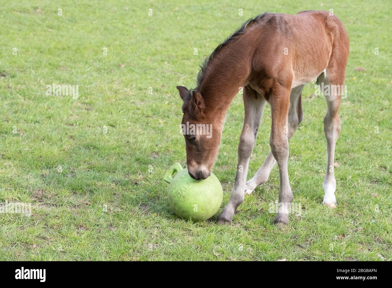 Foal playing on the field hi-res stock photography and images - Alamy