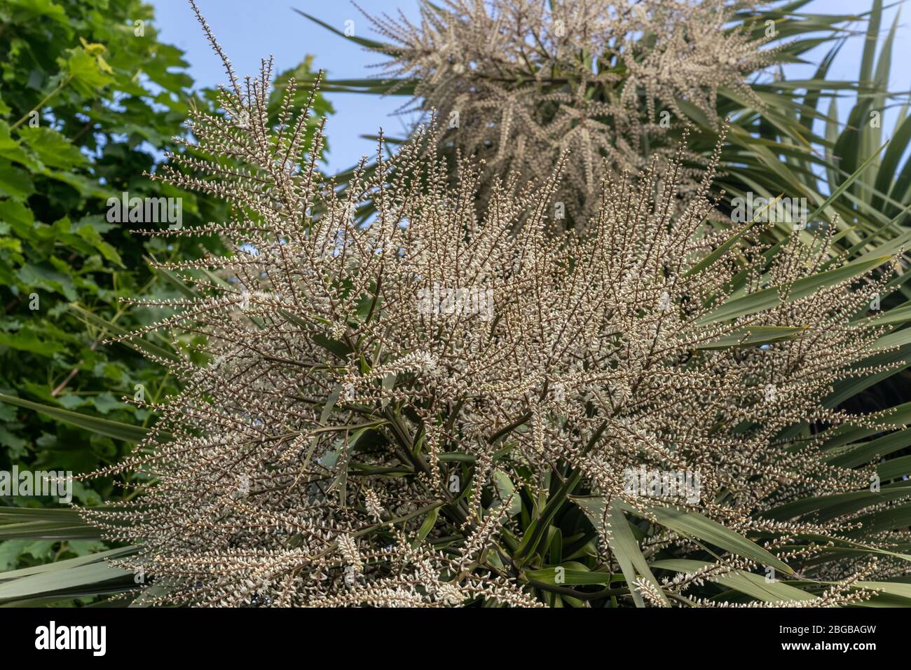 Nikau palm hi-res stock photography and images - Alamy