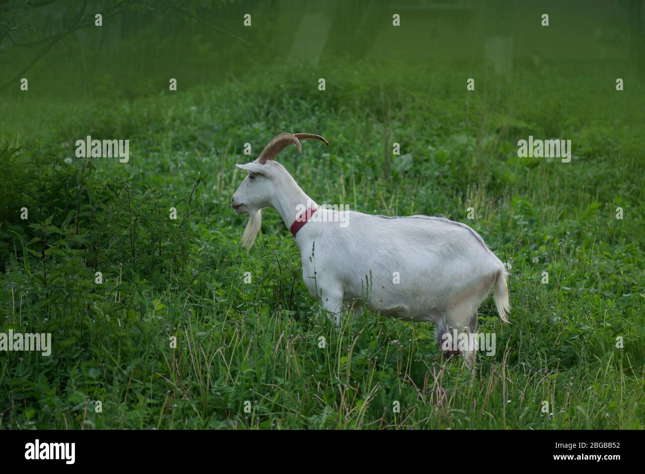 Goats in the household yard. Goat walks through the yard of a country ...