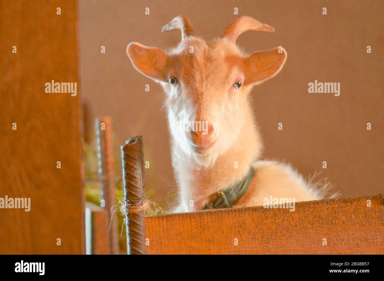 Domestic producer hi-res stock photography and images - Alamy