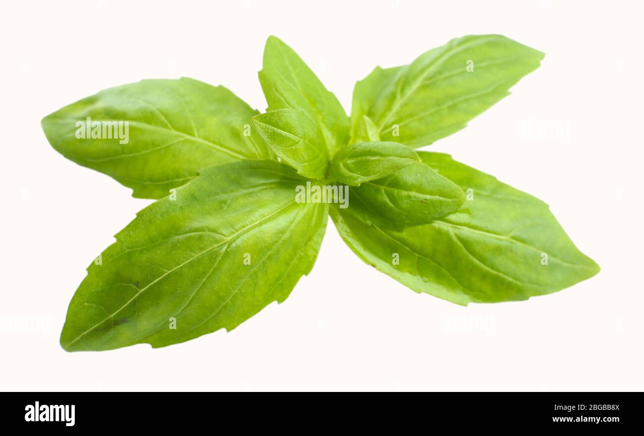 Green fresh basil, isolated on white Stock Photo - Alamy