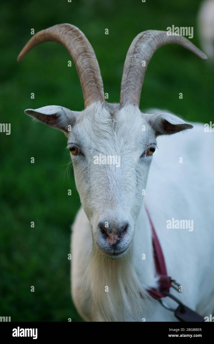 Close-up female goat. White goat in a field. Close up of an inquisitive ...