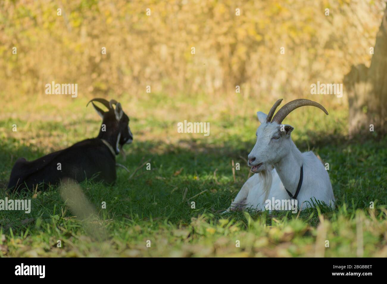 Herd of farm goats. Goats is grazed on a green meadow Stock Photo - Alamy