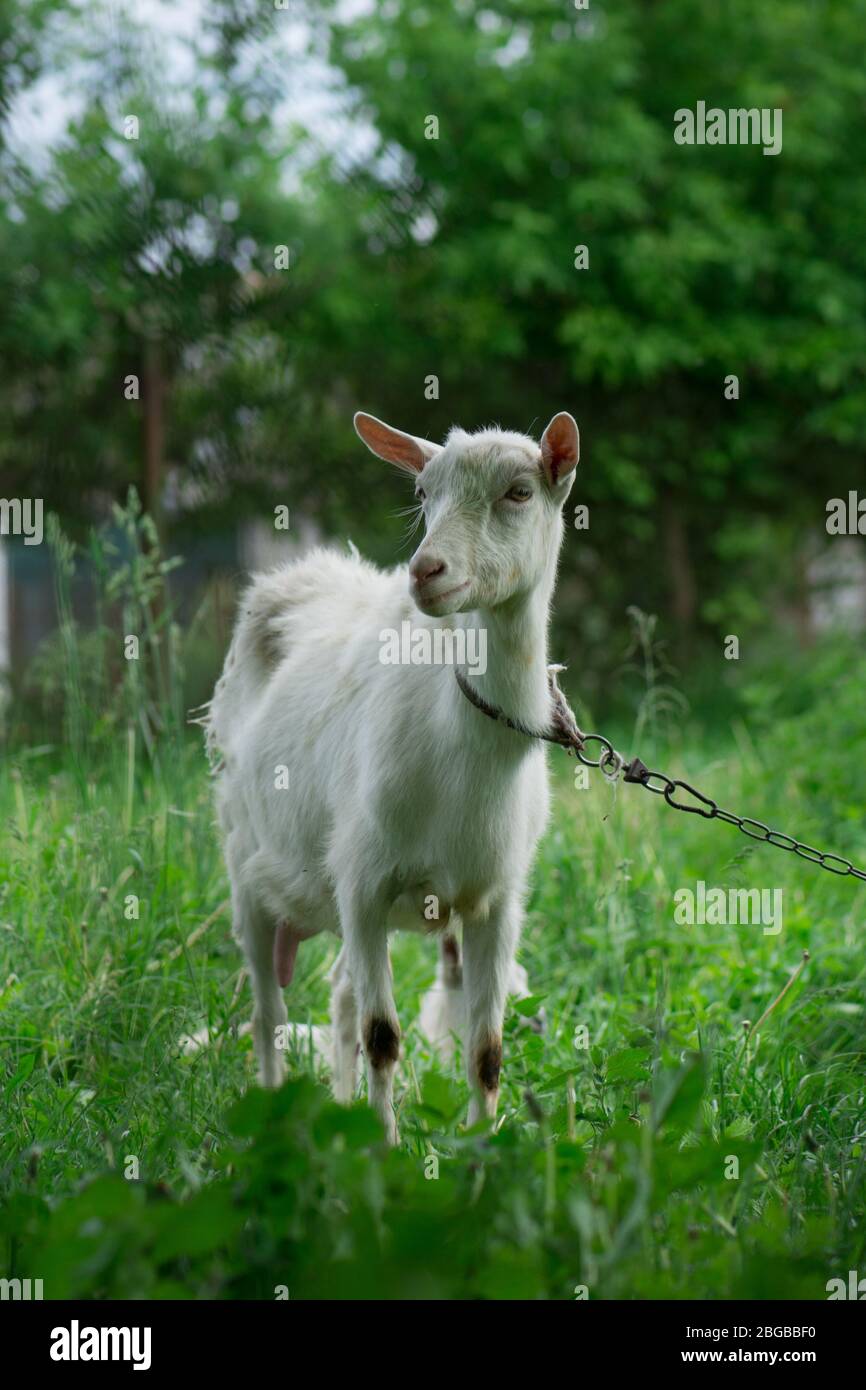 Goat stand hi-res stock photography and images - Alamy