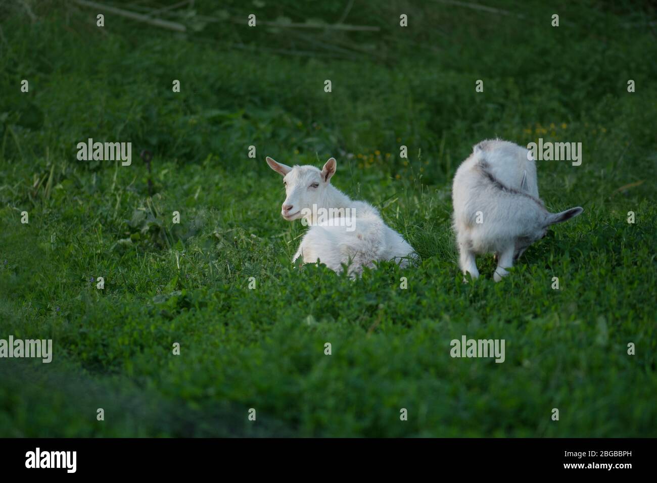 Two goats on the green meadow . Close-up goat at sunny countryside. Two ...