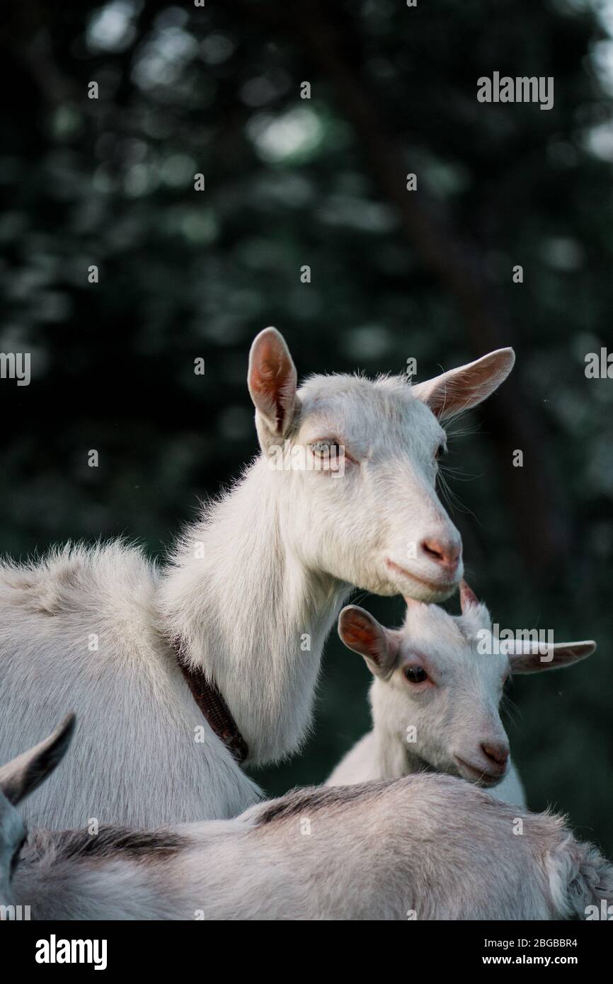 Mother goat and her babys in the village. Family of goats. Goats is ...