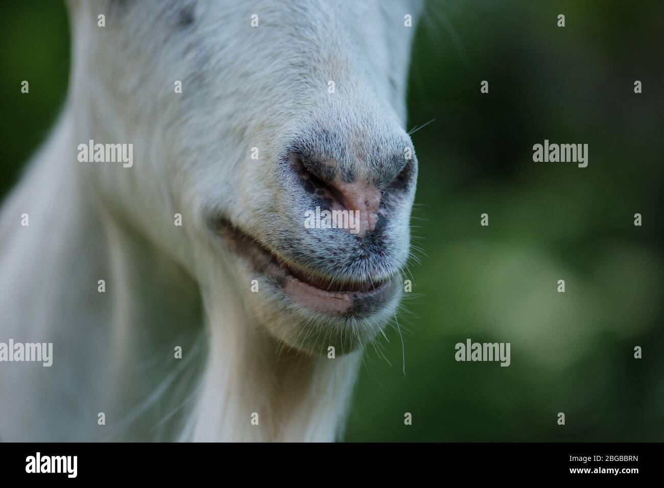 Goat Mouth Anatomy