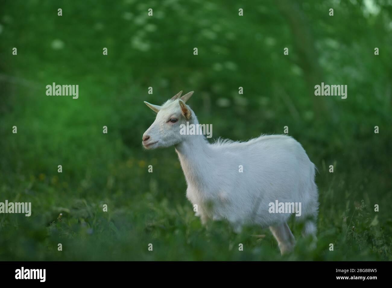Little kid goat on warm spring day. Childhood goats on farm. Beautiful ...