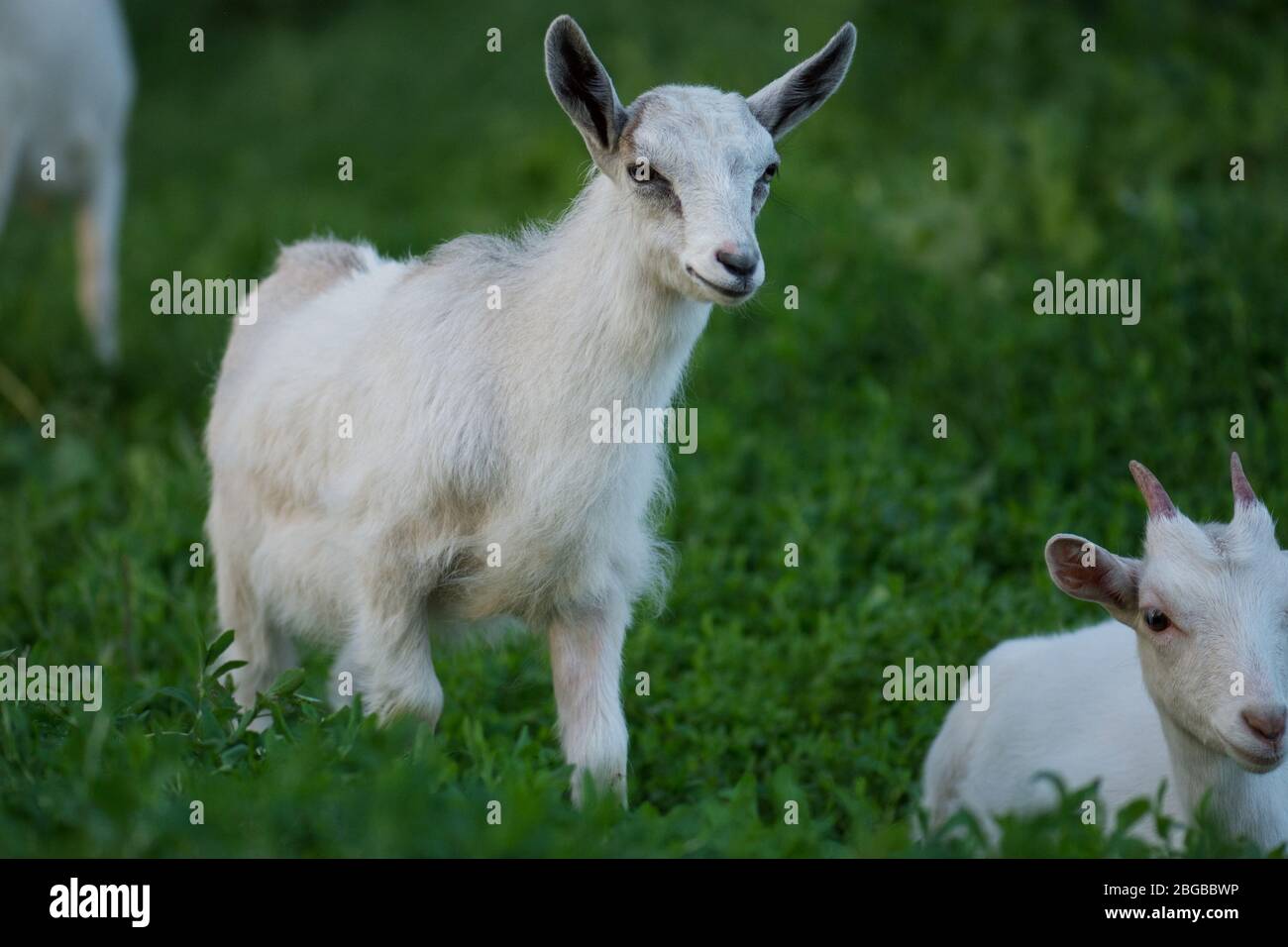 Baby goats kid stand in summer grass. Adorable baby goats on a farm ...