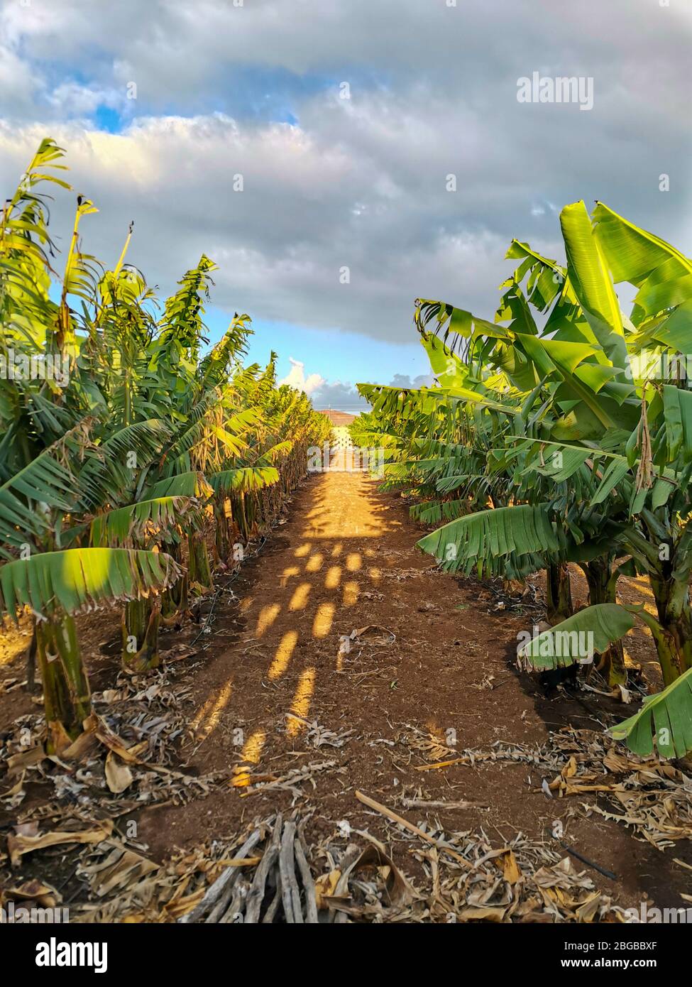 Row banana plantation hi-res stock photography and images - Alamy