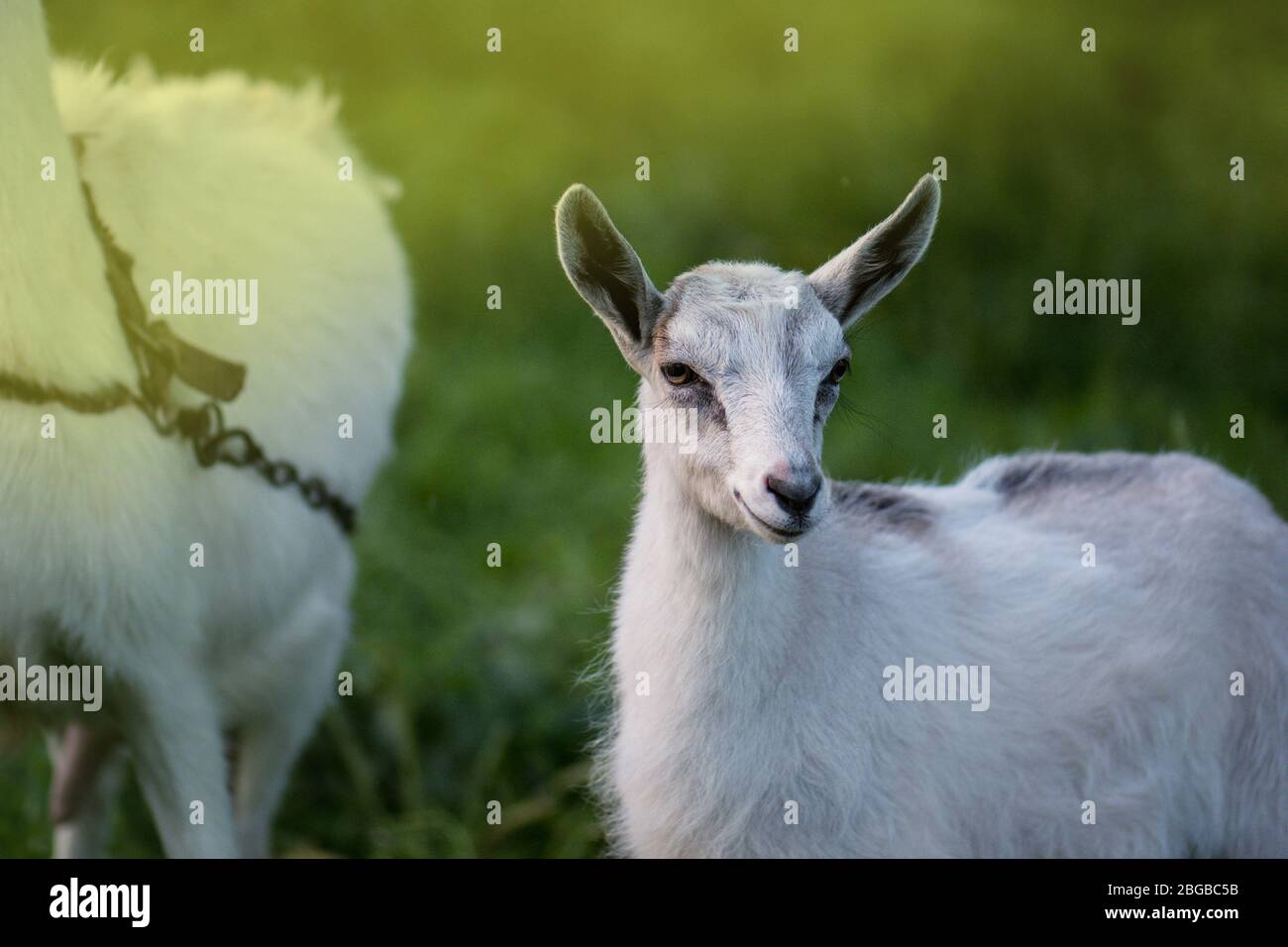 Baby goats kid stand in summer grass. Young goat grazes in a meadow ...