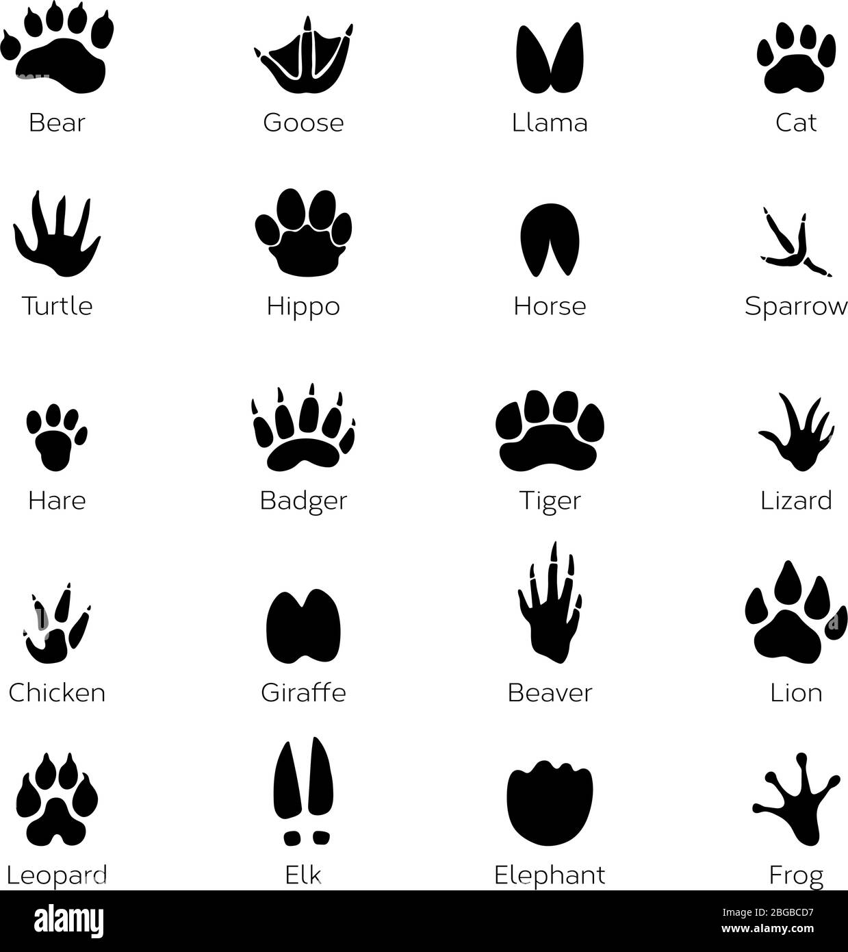Animal Footprints With Names