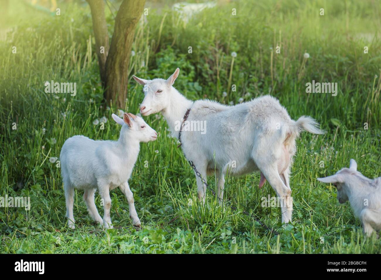 Goats on family farm. Herd of goats playing. Goat with her cubs on the ...