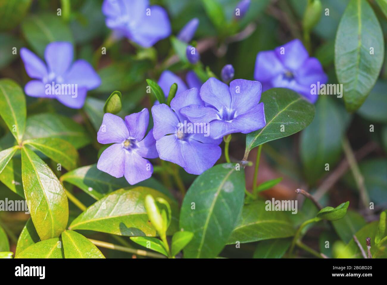 Periwinkle flowers lawn. Spring nature background Stock Photo - Alamy
