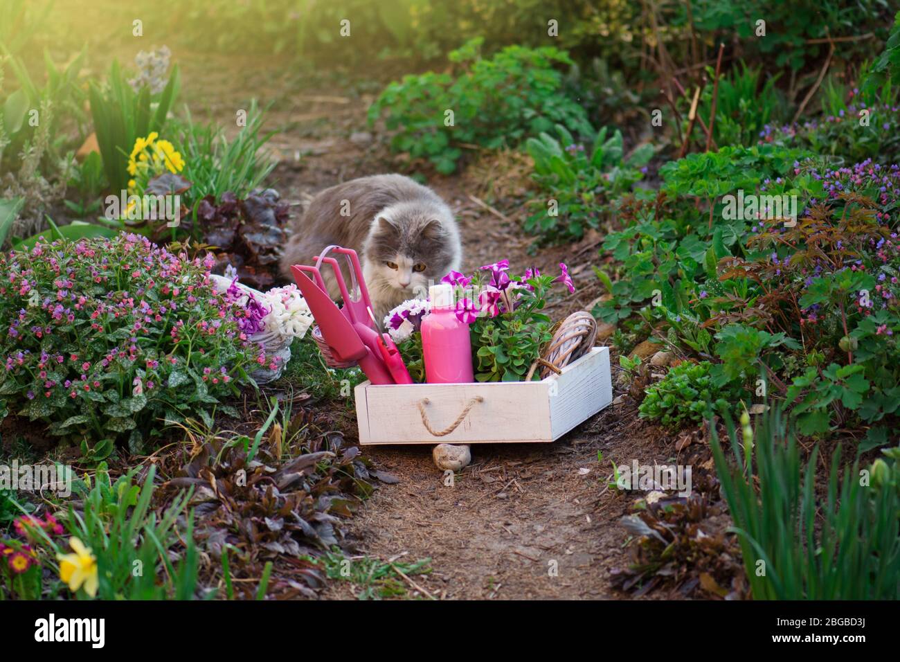 Gardening tools and utensils in the garden. Young cat and gardening ...