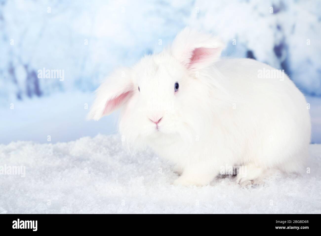 White cute rabbit, on winter background Stock Photo - Alamy