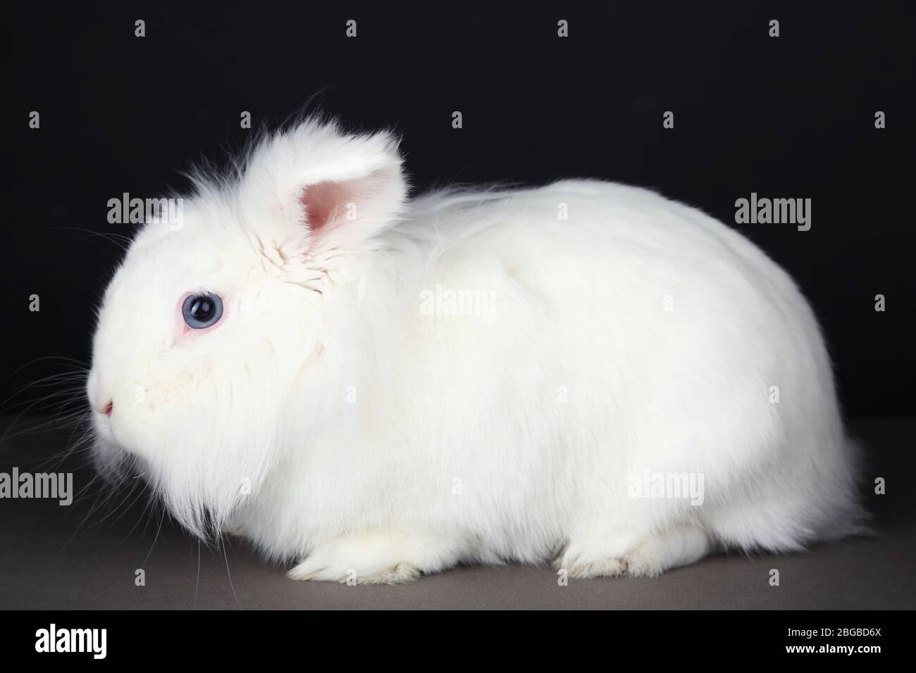White cute rabbit, on grey background Stock Photo - Alamy