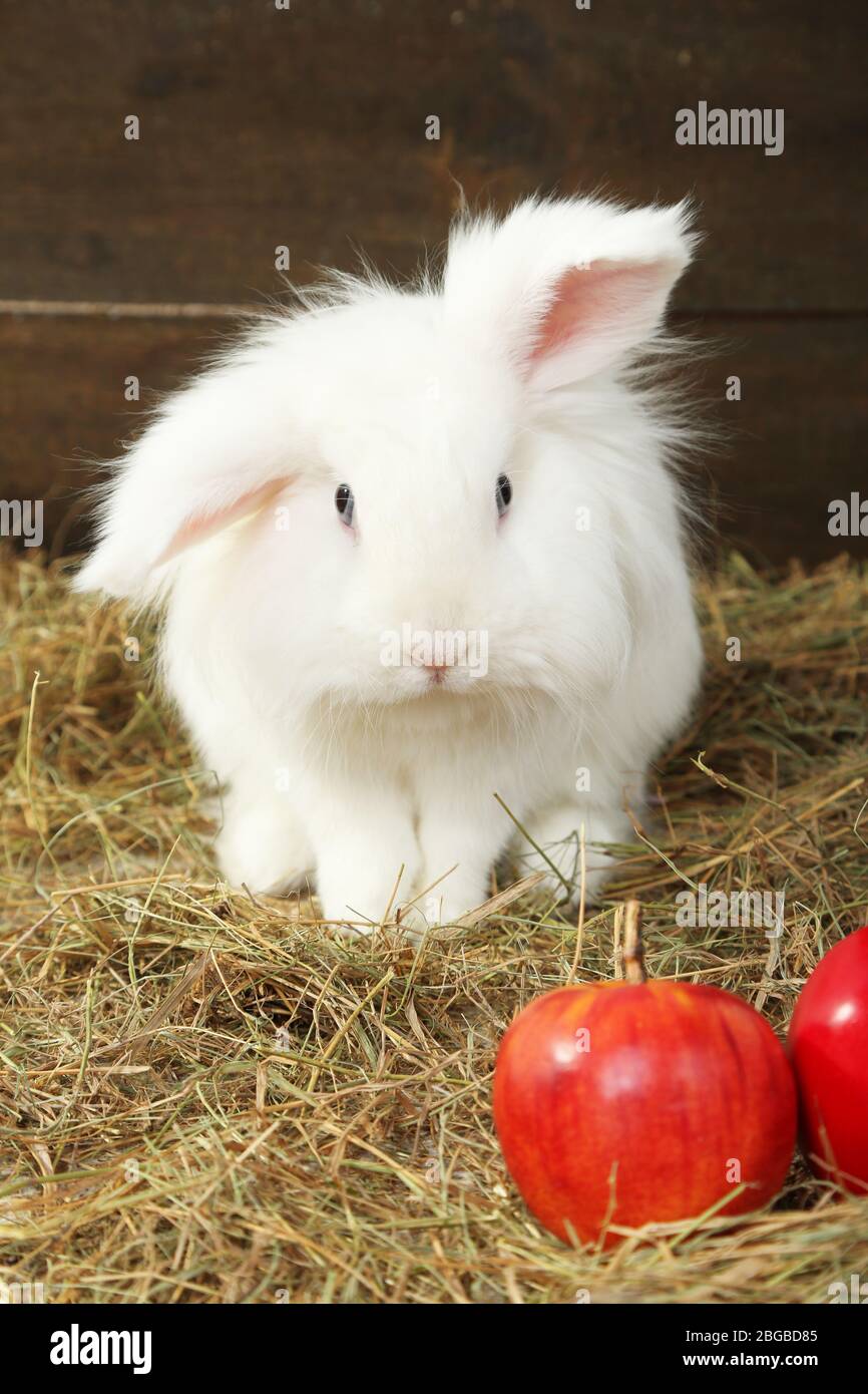 White cute rabbit with apples on hay Stock Photo - Alamy