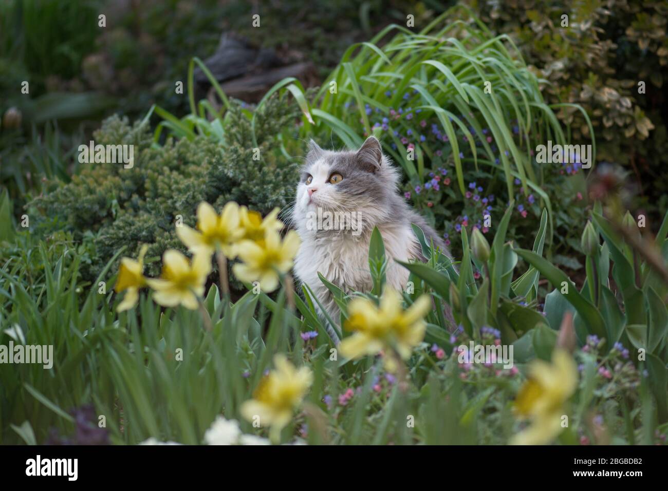 Cat in nature. Cat resting on the grass in summer. Cat in the garden ...