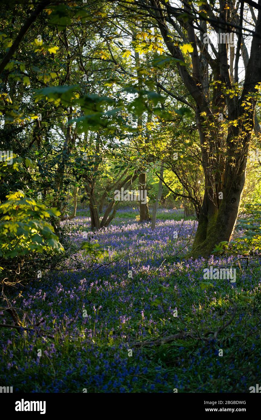 Shotover Park Oxford High Resolution Stock Photography and Images - Alamy