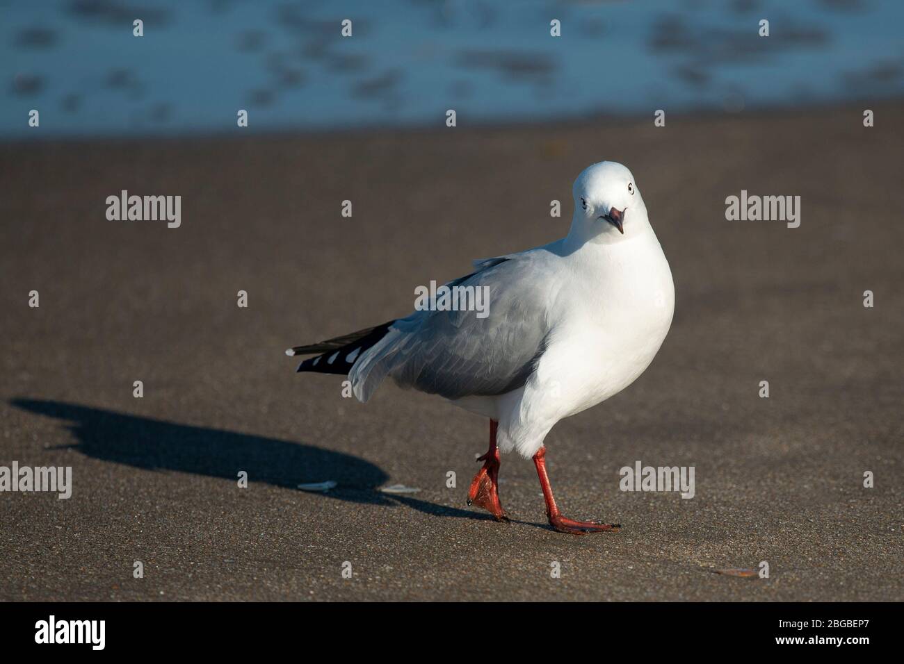 seagull walking on the sandy beach at sunrise Stock Photo - Alamy
