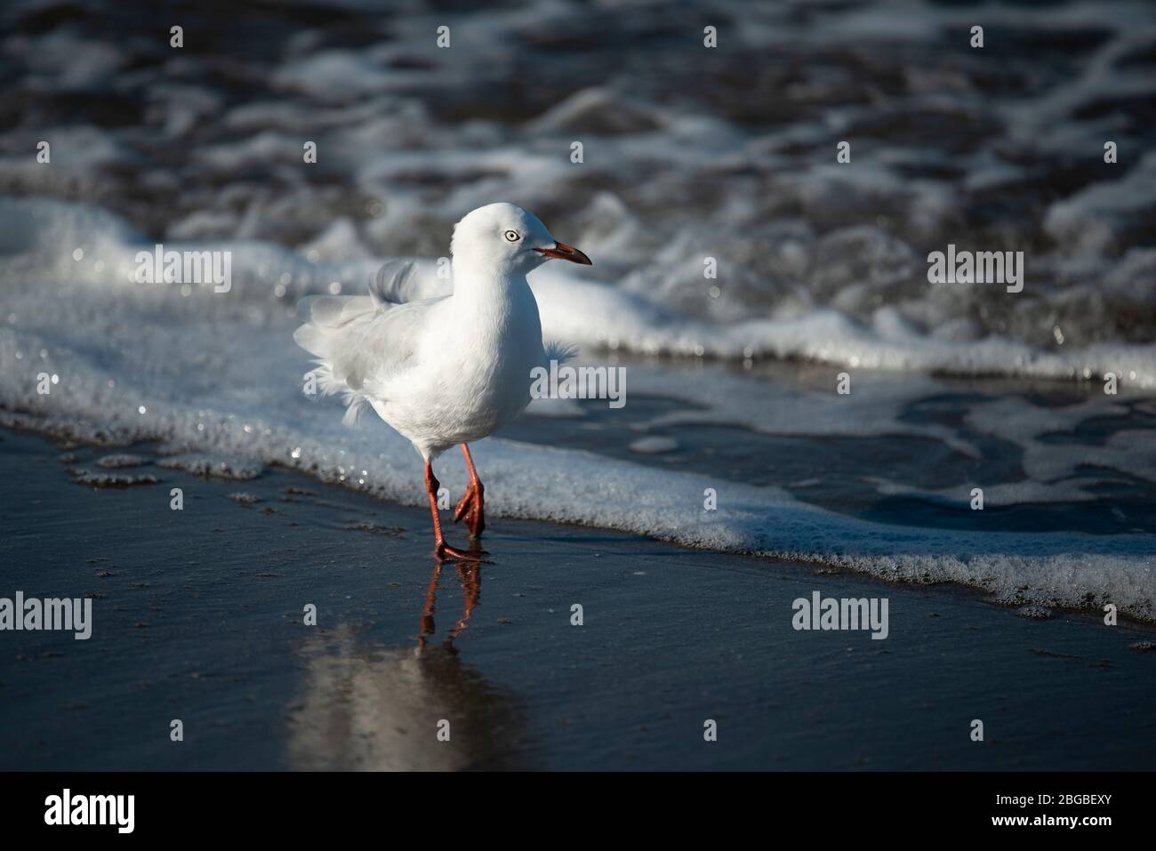 Seagull walking on the sandy beach with white foaming waves at its feet ...