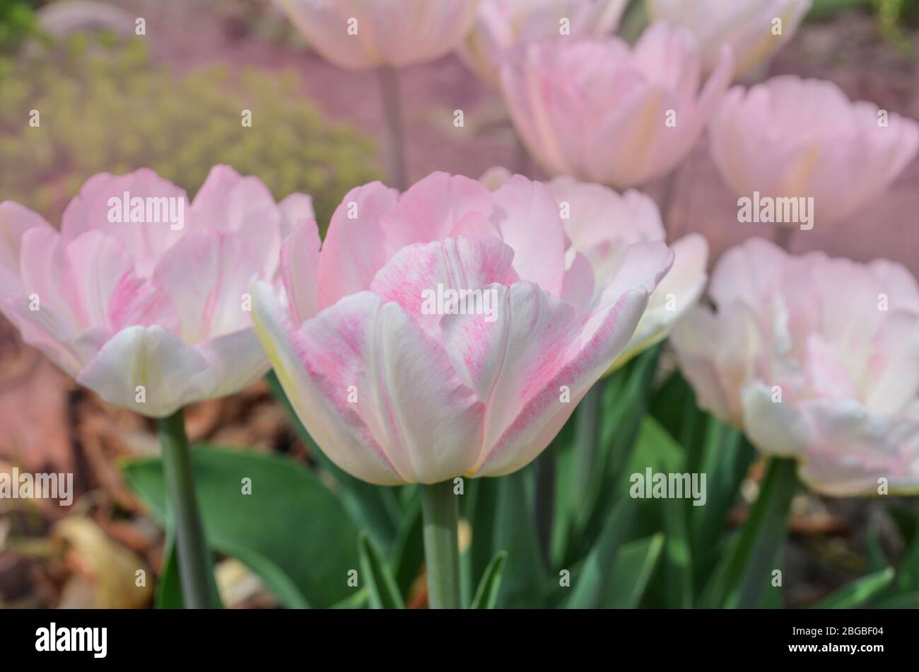 Double pink peony tulip in garden. Beautiful double pink tulip Stock ...