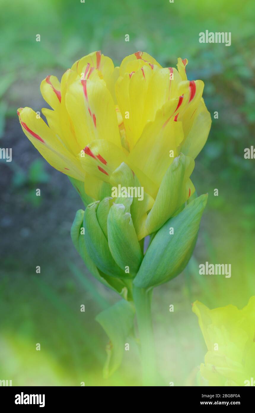 Yellow flowers tulips flowering in tulips field. Group of colorful ...