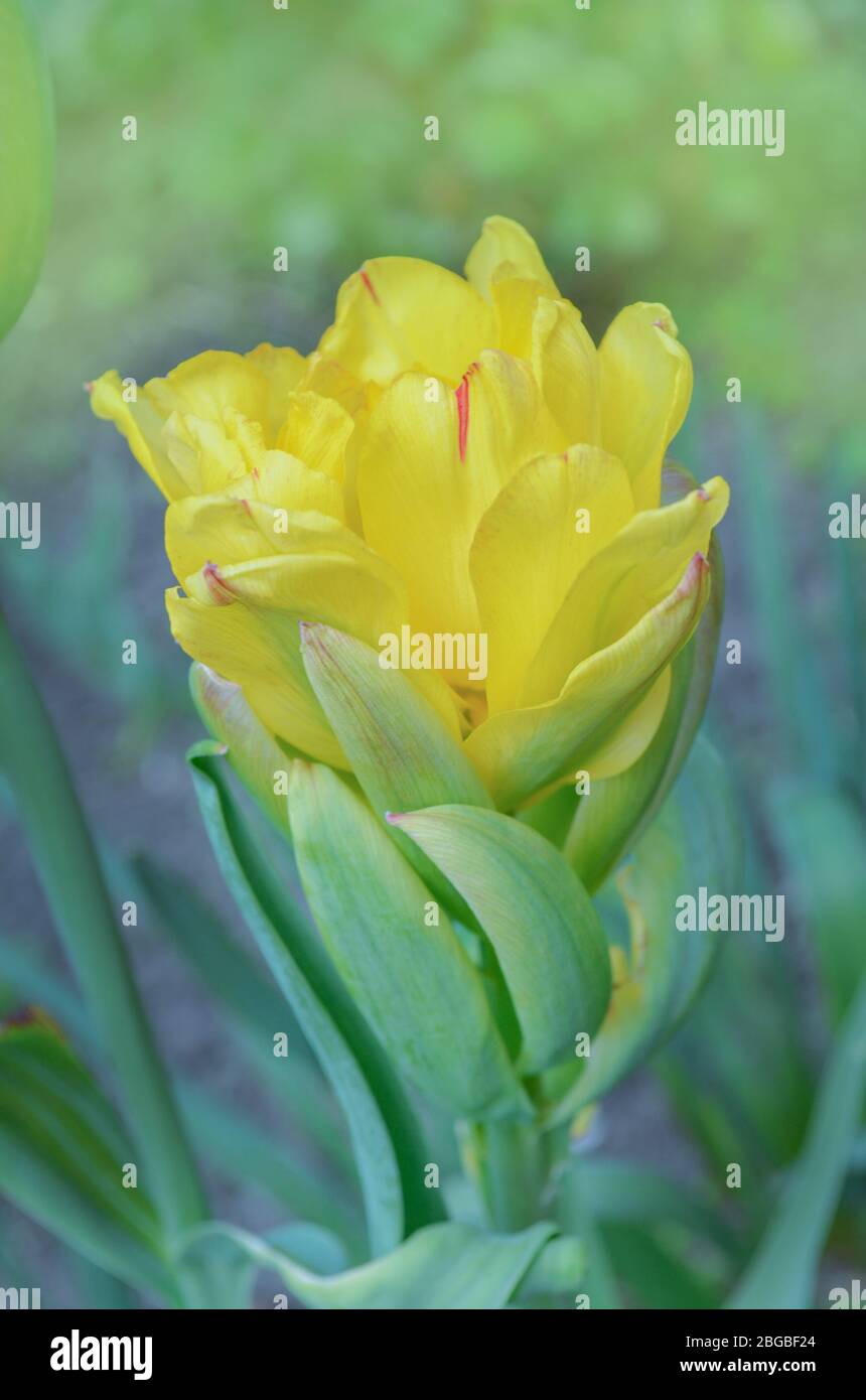 Colorful tulips Fruit Cocktail in the flower garden. Yellow bright ...