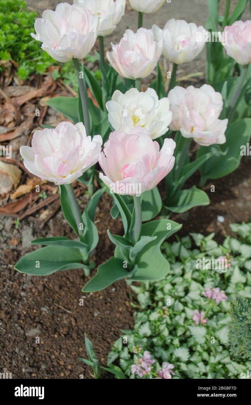 Double pink peony tulip in garden. Beautiful double pink tulip. Pink ...