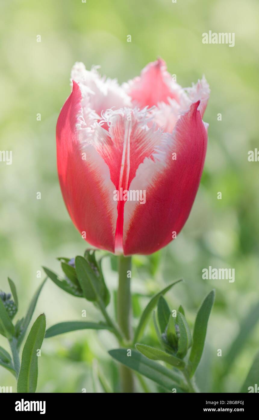Pink tulip Bell song with white fringed edges. Bell song tulip Stock ...