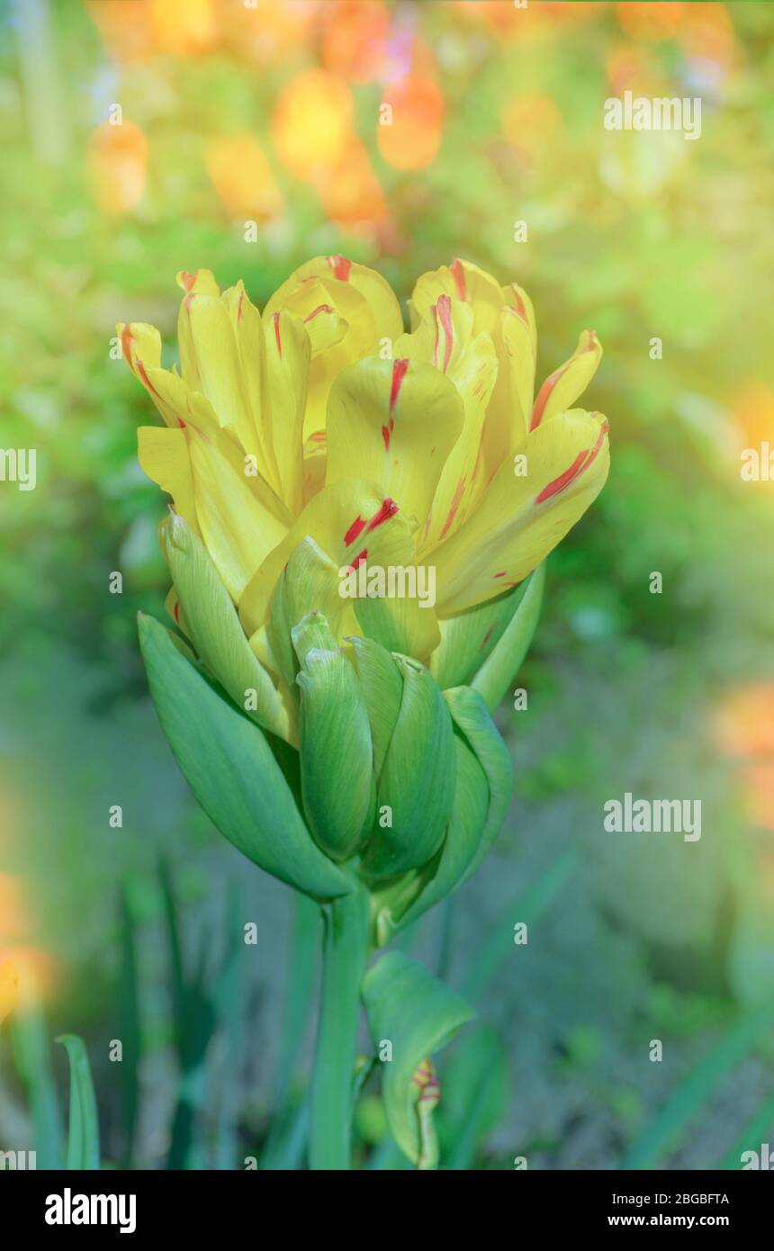 Colorful tulips Fruit Cocktail in the flower garden. Yellow bright ...