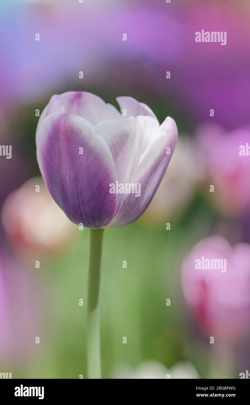 Purpe tulip edged with shades of creamy white. Tulip variety Siesta ...