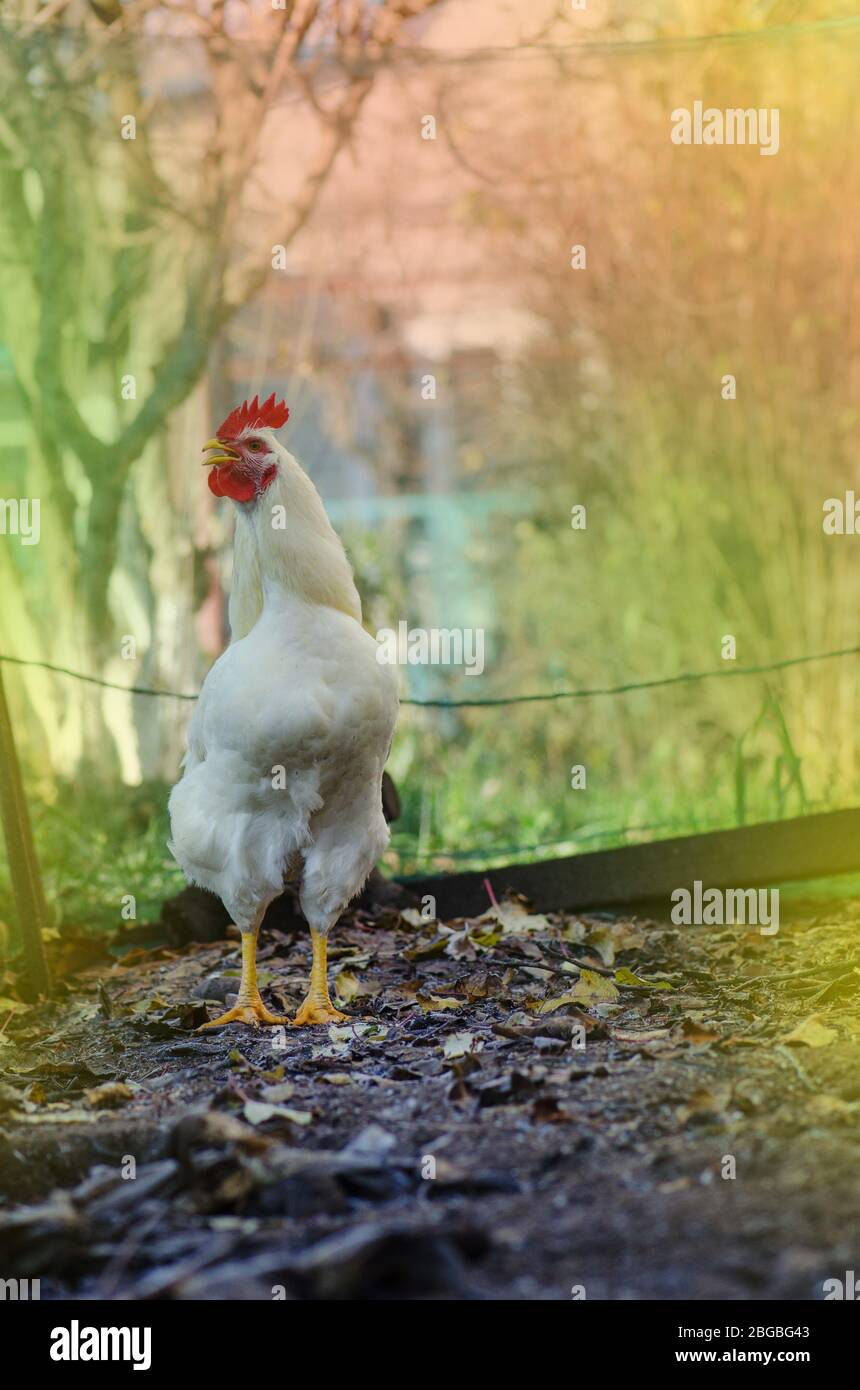 Rooster chicken cockcrow. Crowing rooster in the farmyard Stock Photo ...