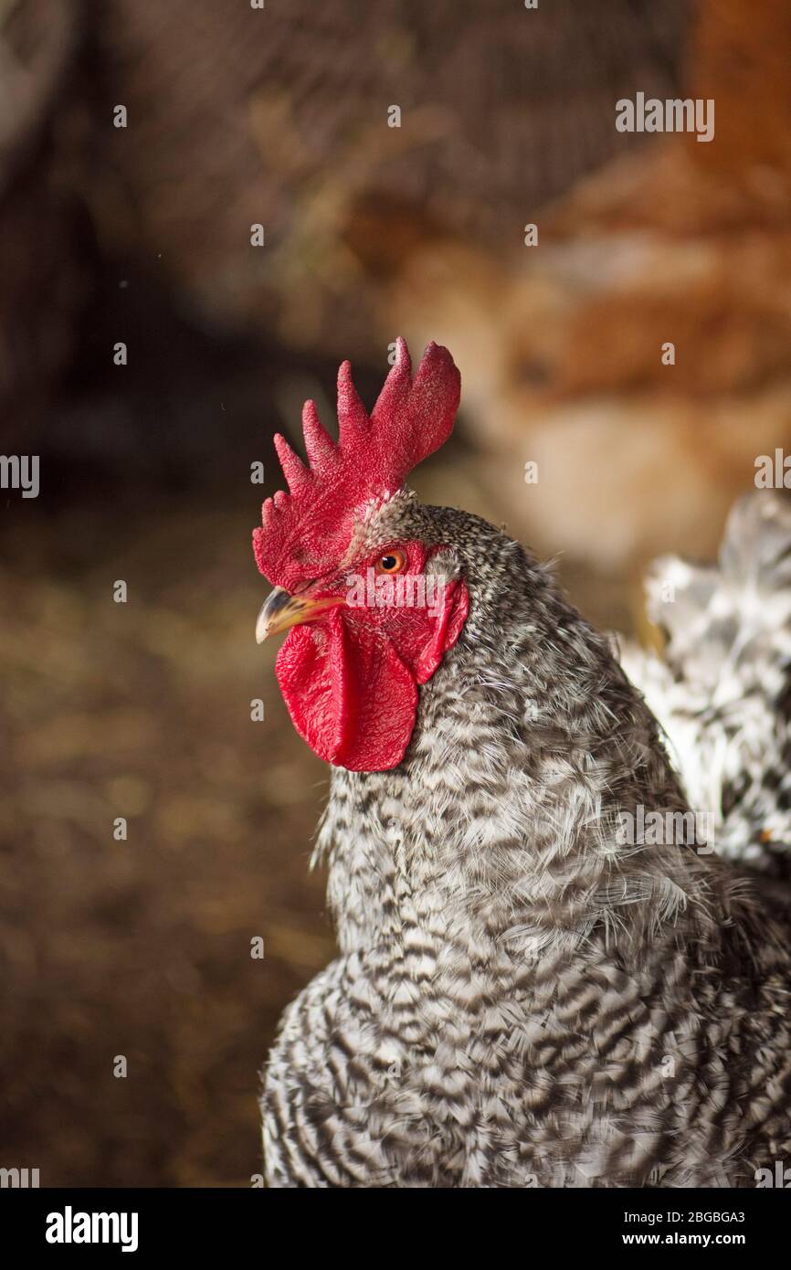 Amrock hens in hen house. Hens in bio farm. Chicken in hen house ...