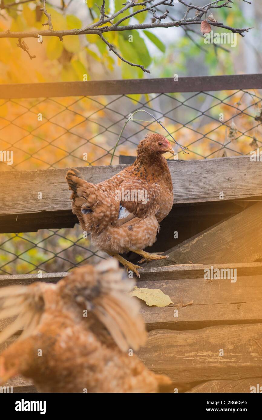 Hens are walking outside. Free range chickens in the back yard on a ...