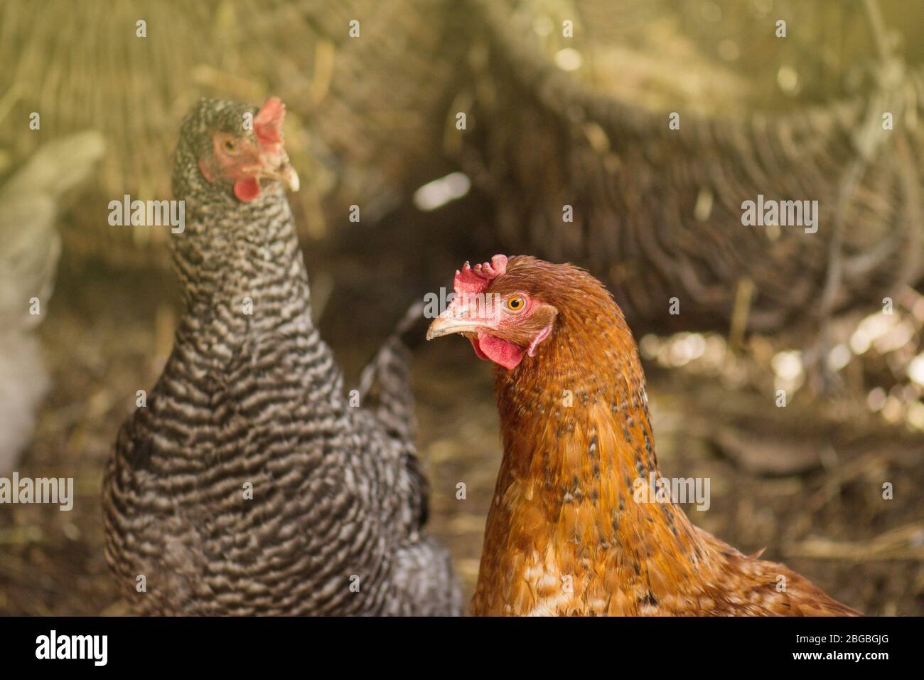 Hens in hen house. Hens in chicken coop. Chicken in hen house. Bio ...