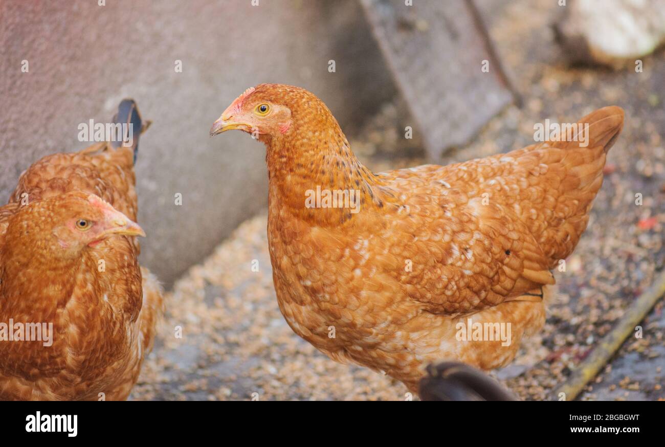 Hens in hen house. Hens in chicken coop. Chicken in hen house. Bio ...