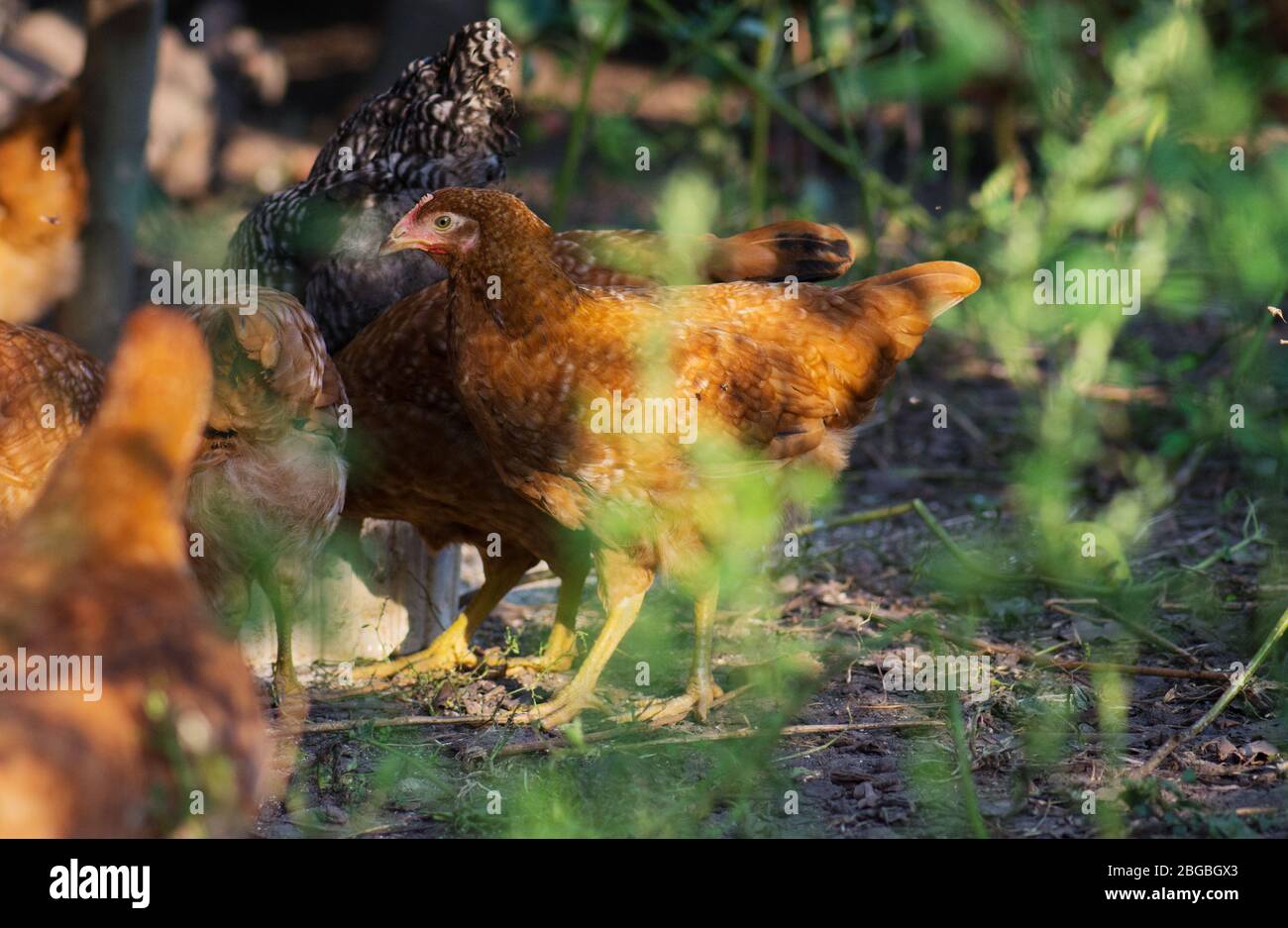 Chickens grazing in field. Hens feed on barnyard at sunny day. Hens ...