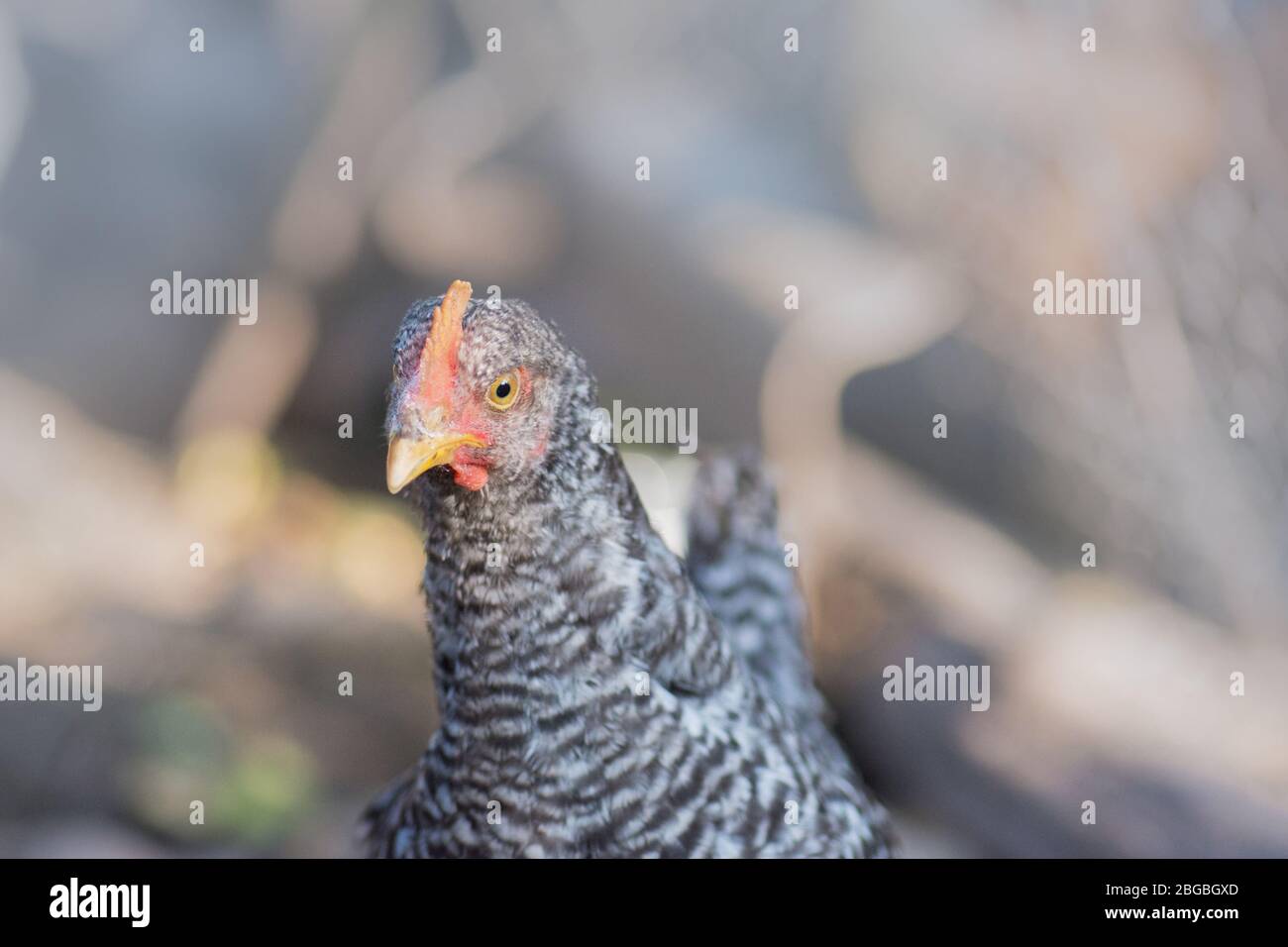 Pockmarked hen in the farm yard. Pockmarked chicken on the farm in ...