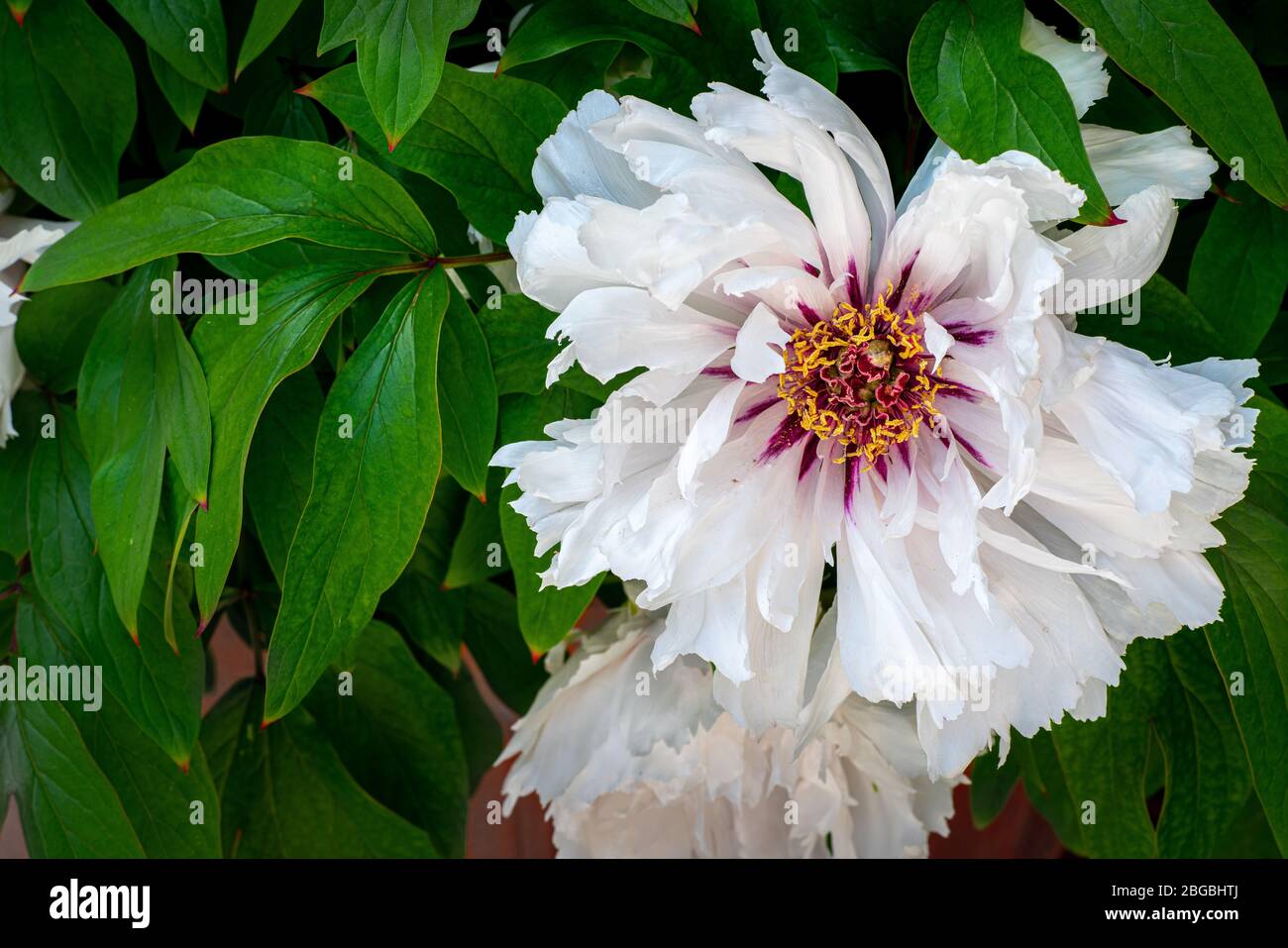 Paeoniaceae hi-res stock photography and images - Alamy