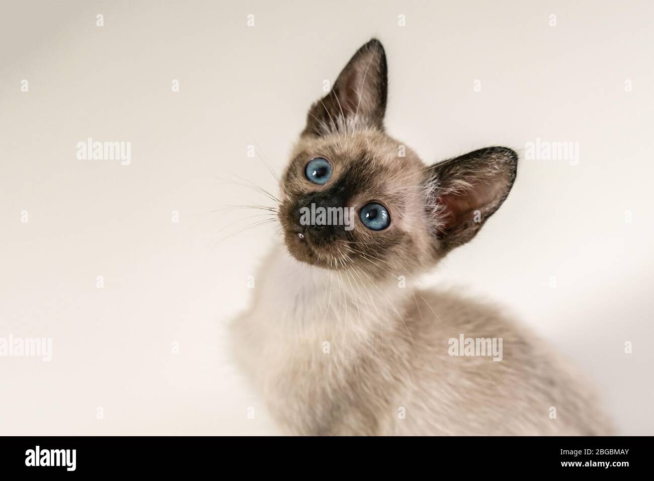 Close up Cute eight weeks young Siamese kitten. Portrait of purebred ...