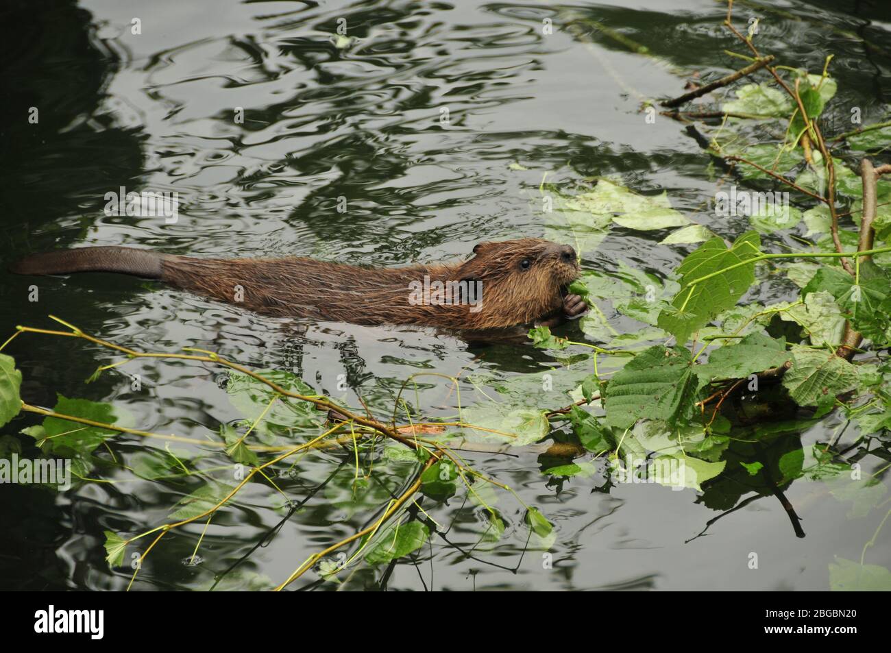 River otter beaver hi-res stock photography and images - Alamy