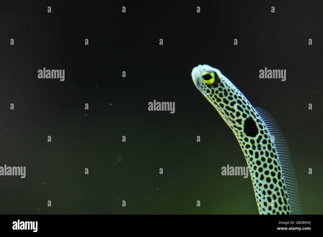 Sea needle close-up with text free space Stock Photo - Alamy