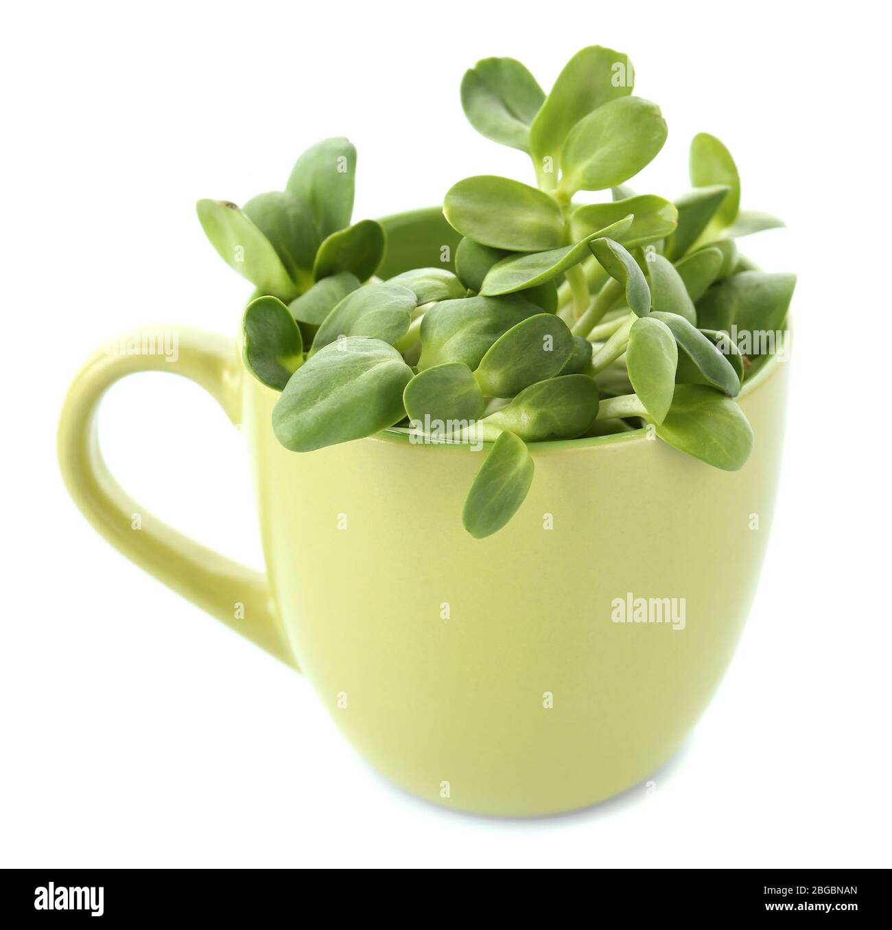 Green young sunflower sprouts in cup isolated on white Stock Photo - Alamy