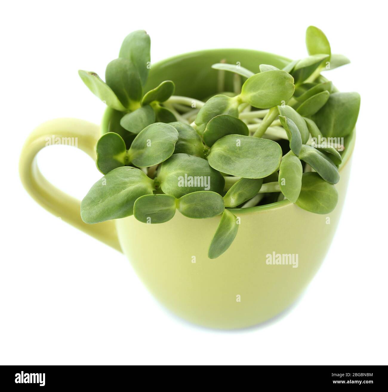 Green young sunflower sprouts in cup isolated on white Stock Photo - Alamy