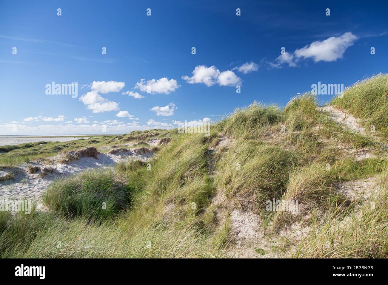 coastal dunes at the north sea Stock Photo - Alamy