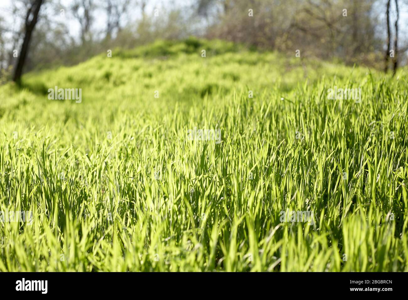 Sunny grassy lawn. Stock photo grass background Stock Photo - Alamy